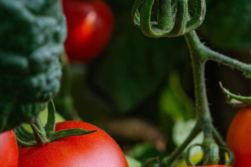 Los 8 beneficios del jitomate. Infografía