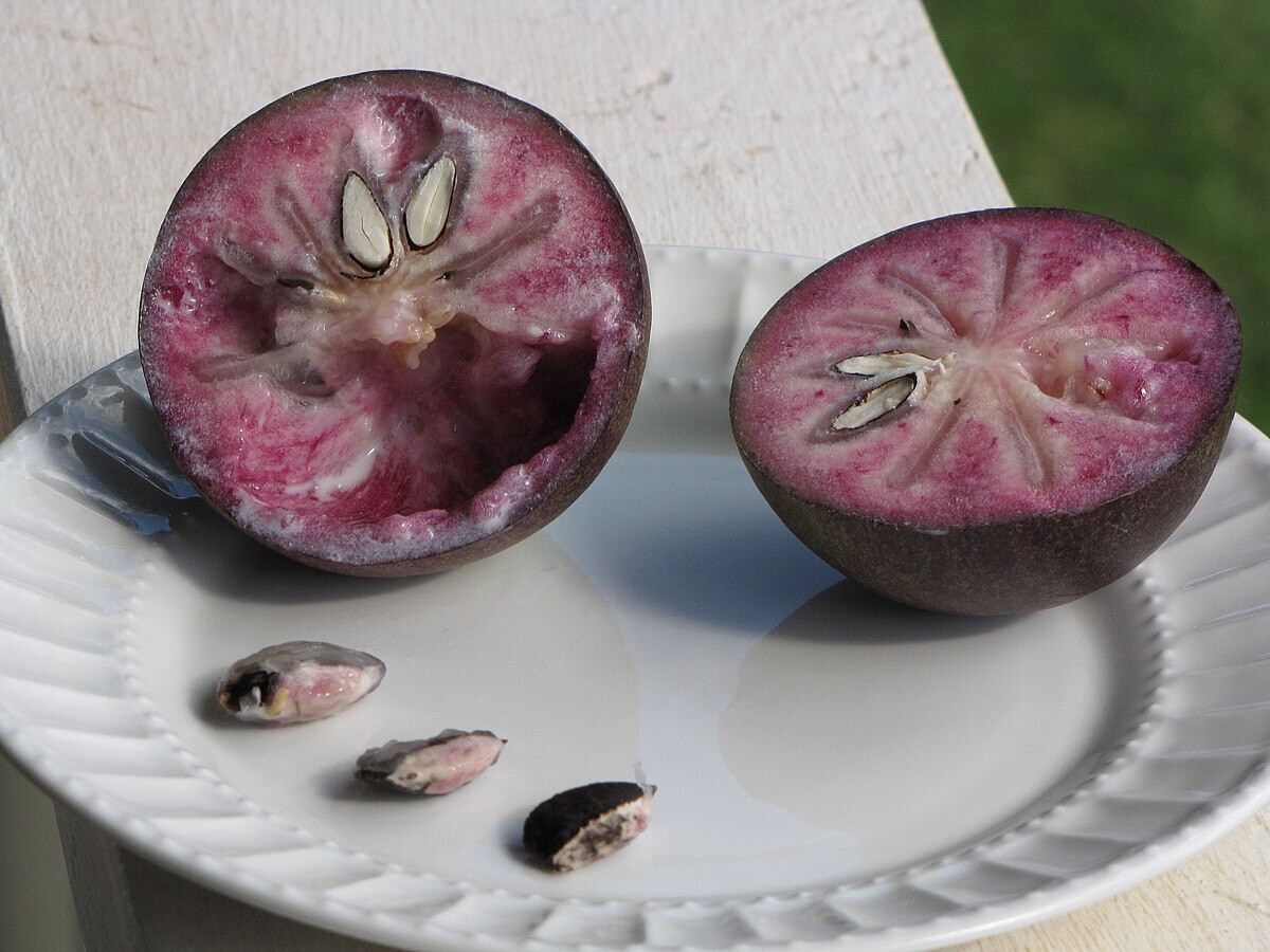 Qué es el caimito, la fruta del Caribe mexicano que alivia problemas ...