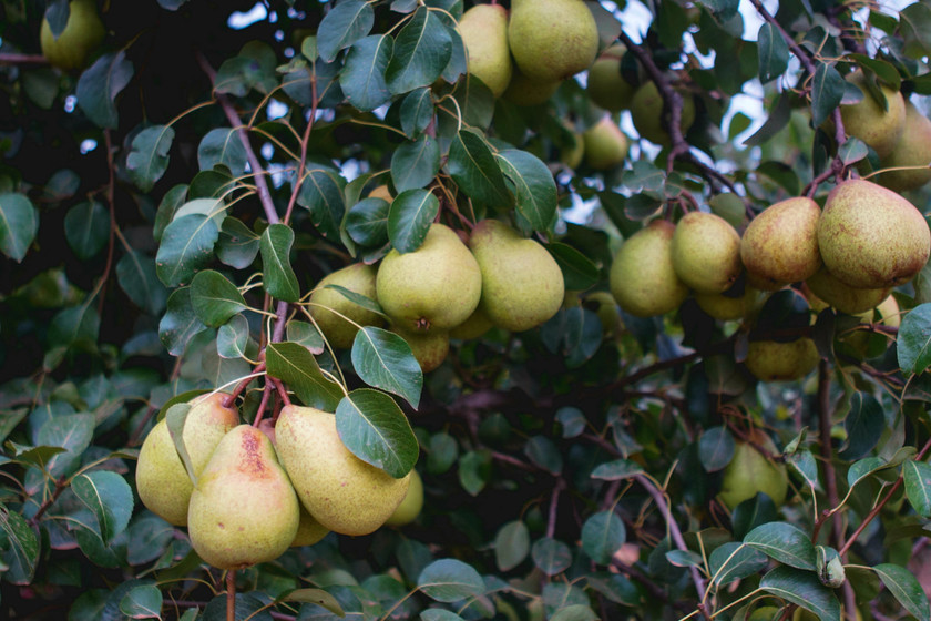 Pera Rocha: un menú compuesto de tres deliciosas recetas
