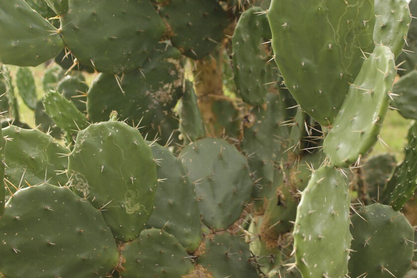 7 beneficios del nopal, una planta deliciosa muy presente en la ...