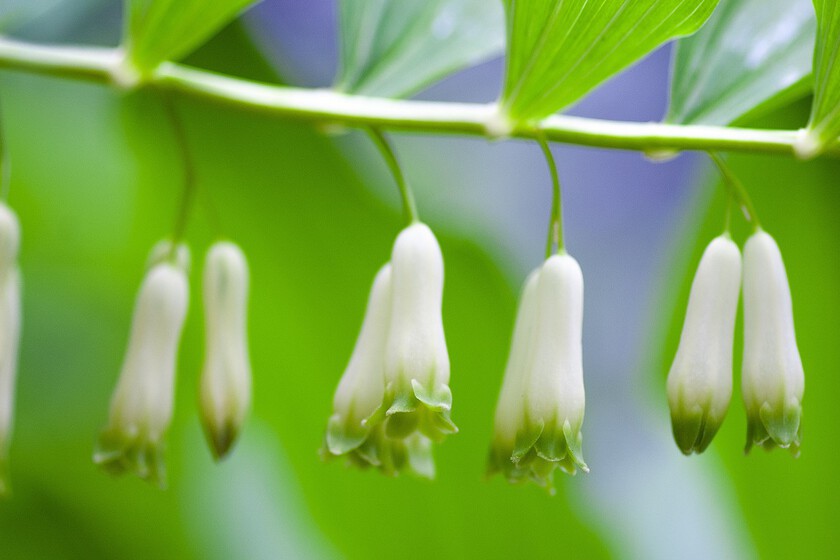 Plantas Perennes De Sombra Para Plantar Cuando