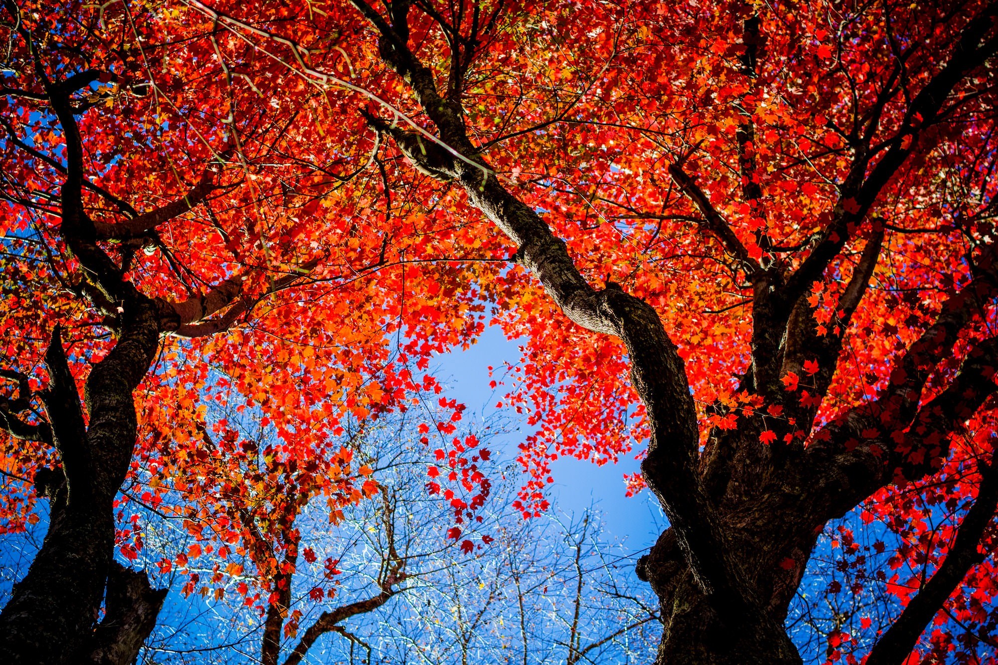 Ocho trucos y consejos para obtener mejores fotografías de árboles