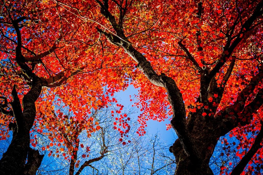 Ocho trucos y consejos para obtener mejores fotografías de árboles