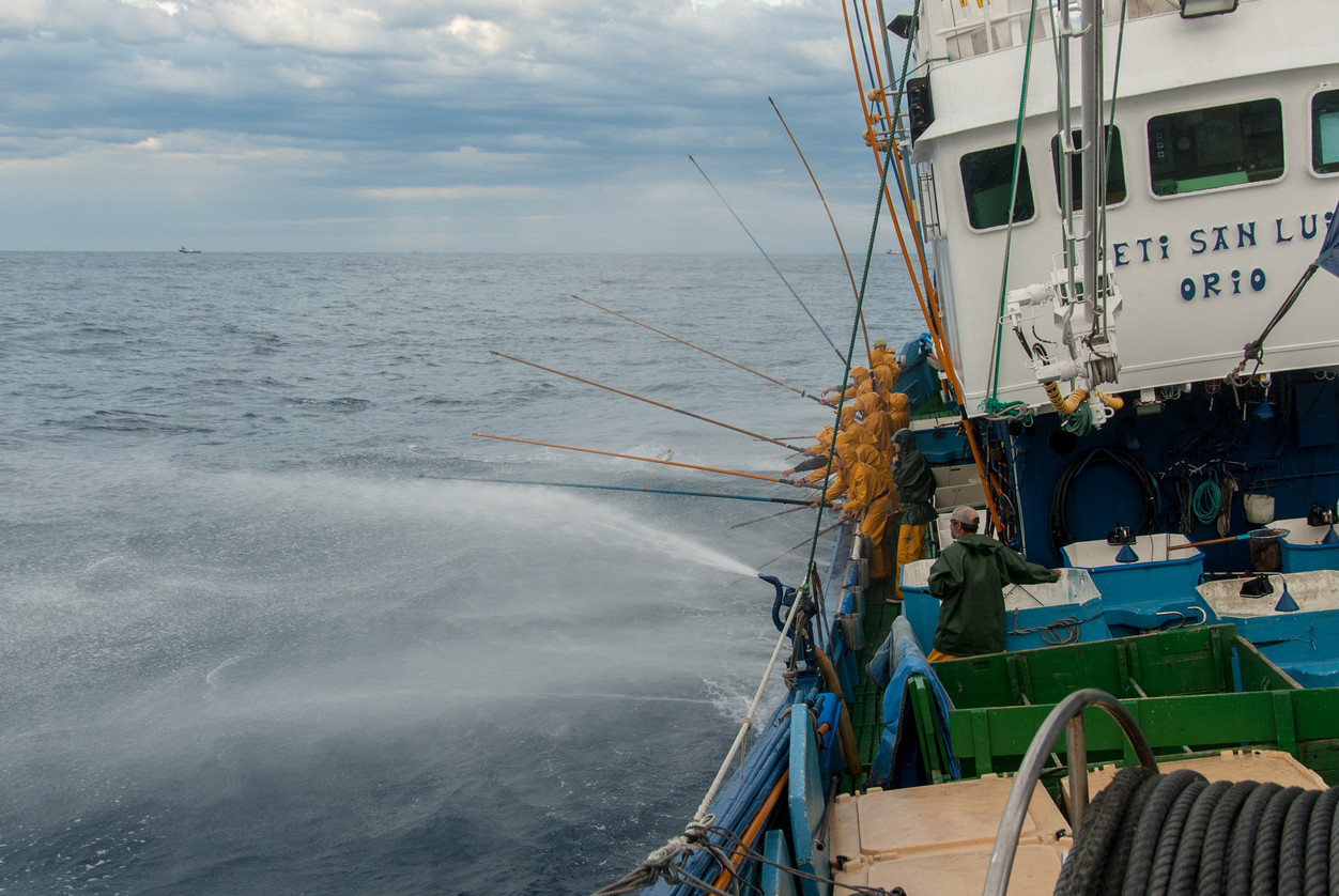 El bonito del norte, un pescado en todo su esplendor más allá del ...