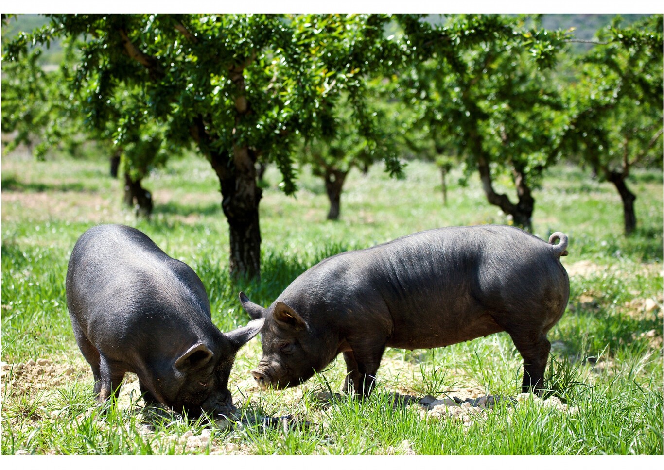 Siete razas de cerdo españolas tan buenas (o casi) como el ibérico: del ...