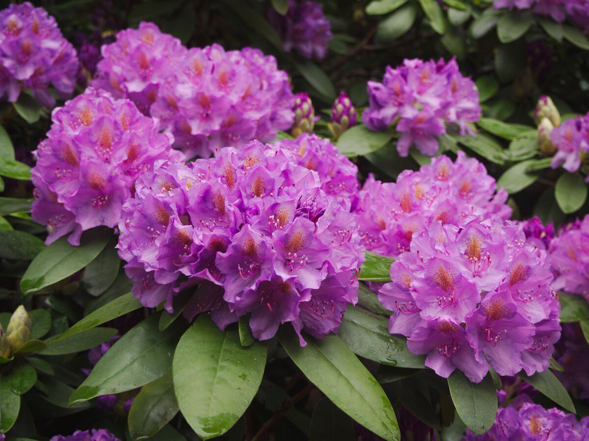 Cinco plantas perennes con flor que harán que tu jardín esté lleno de ...