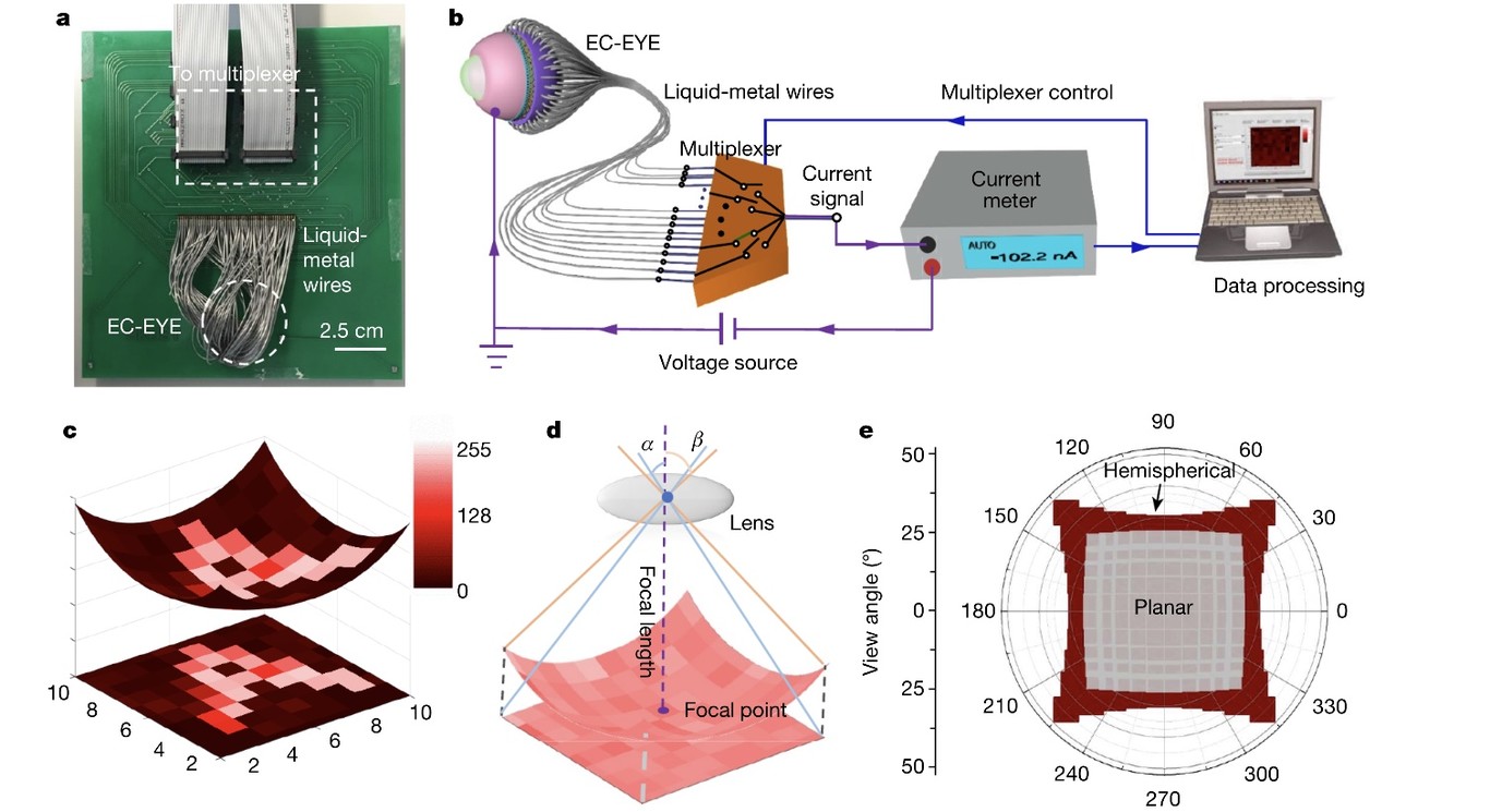 Han creado un ojo artificial que tiene la misma estructura que uno ...