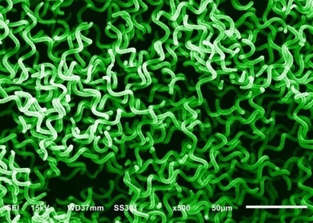 Microalgas para obtener oxígeno en el espacio: el primer experimento en marcha