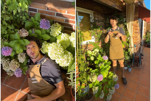 La guía definitiva para podar las hortensias: cuándo se hace y cómo ...