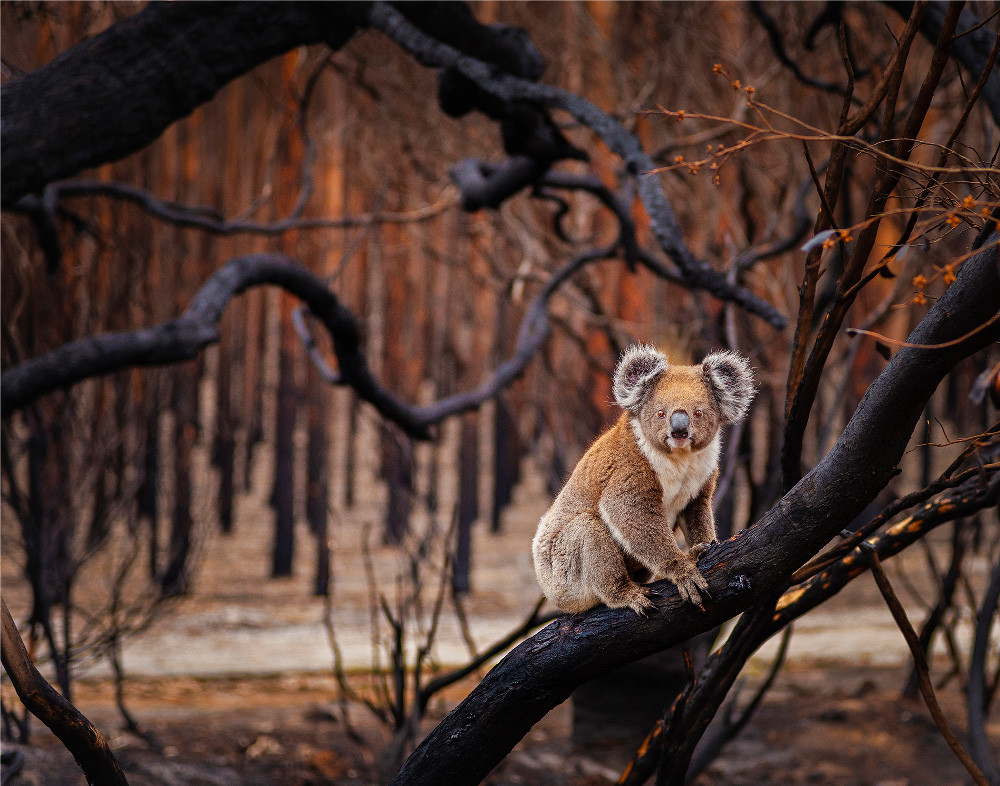 Ganadores BigPicture: Natural World Photography 2019 concurso ...