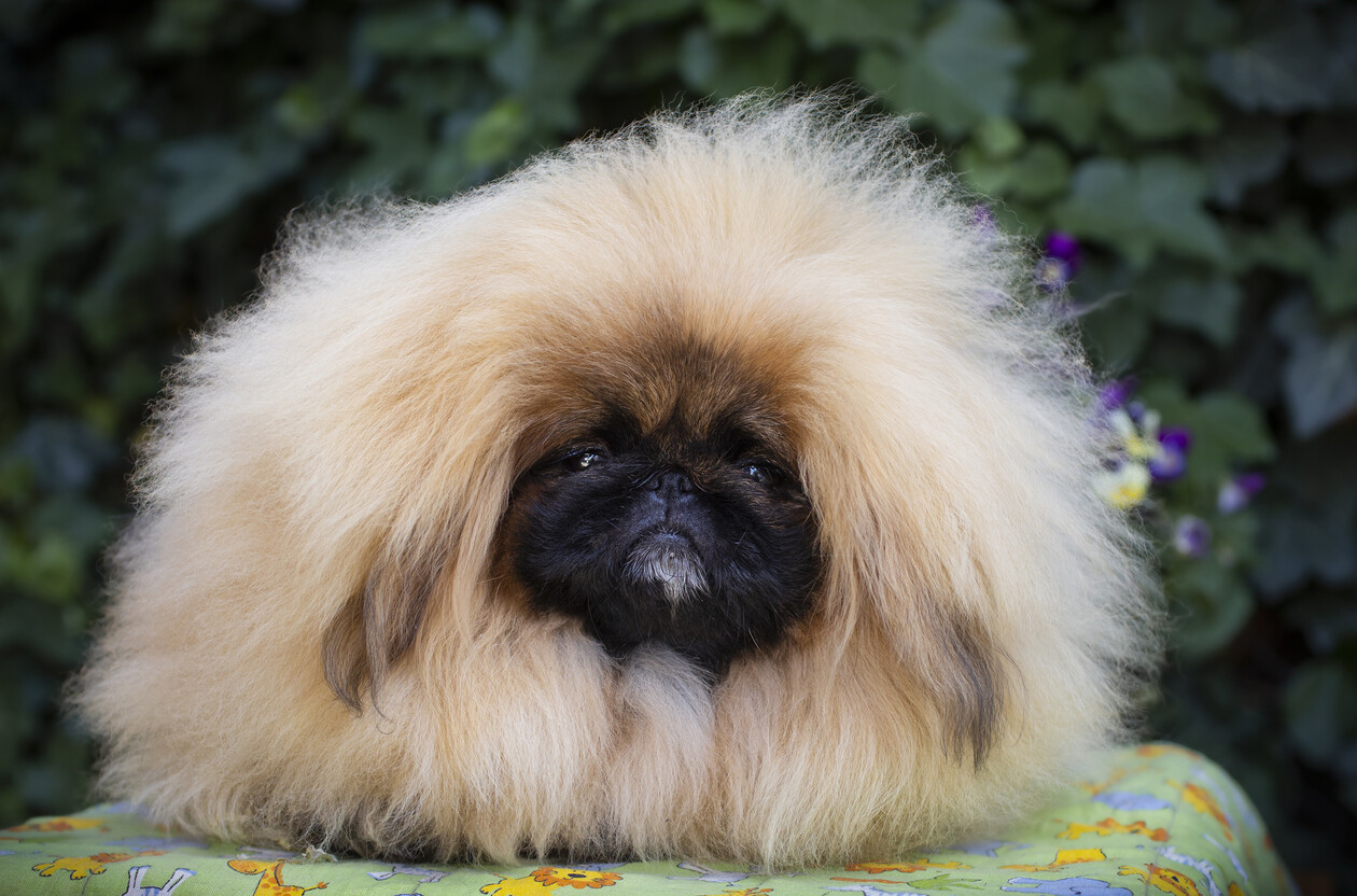Todo sobre la raza de perro pequinés o pekinés: 13 fotos ...