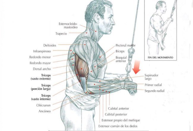 Guía para principiantes (XLVIII): Extensión de tríceps en polea alta