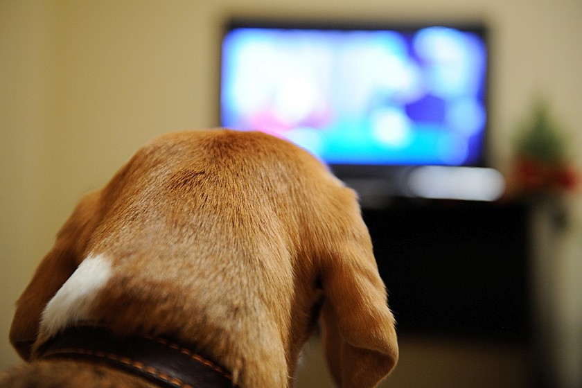 DOGTV llega a México: el canal que "presume" ser el primero con ...