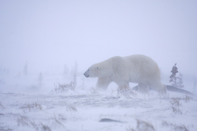 Guía de fotografía de fauna salvaje: esto es lo que nos recomiendan ...