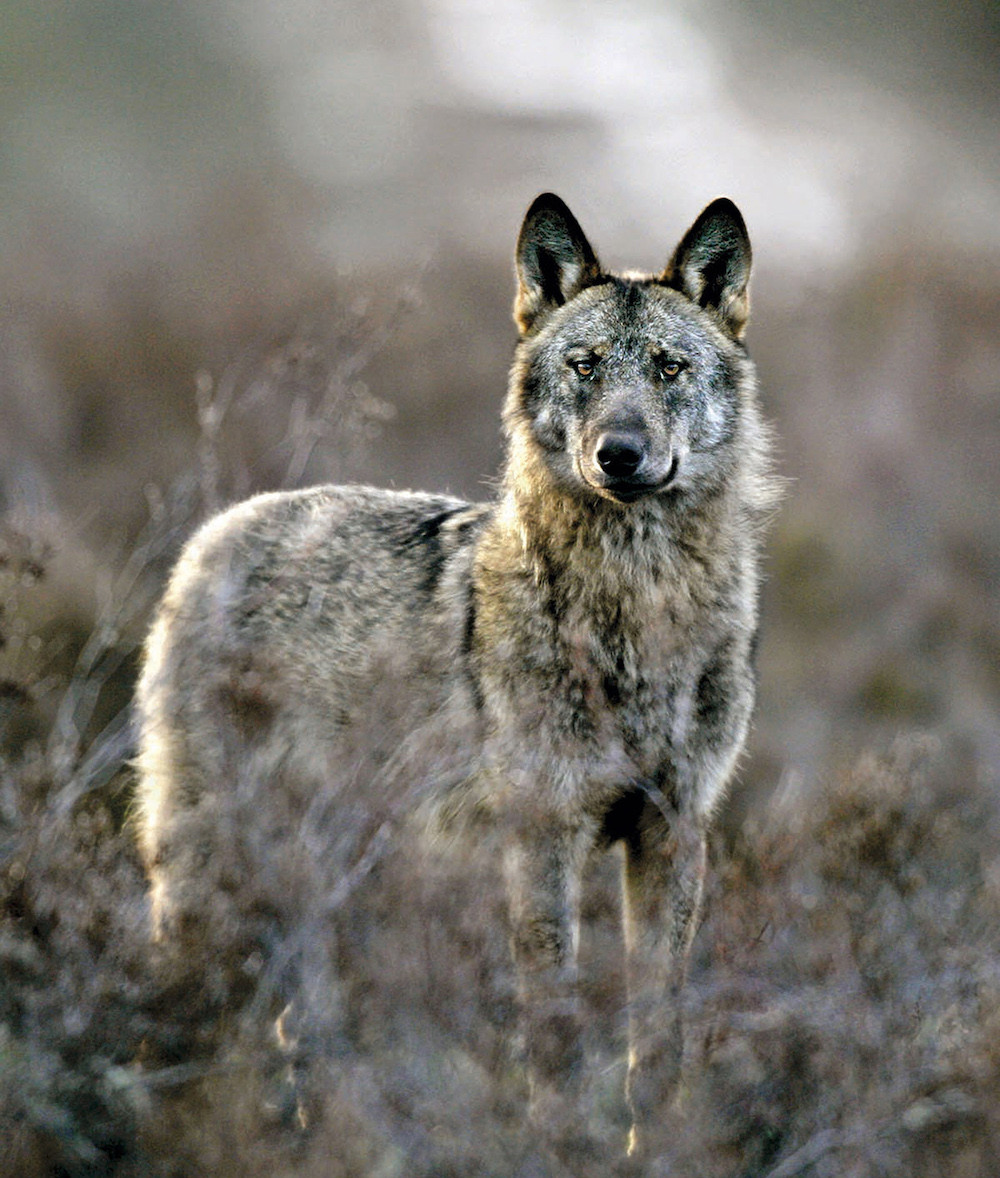 Guía de fotografía de fauna salvaje: esto es lo que nos recomiendan ...