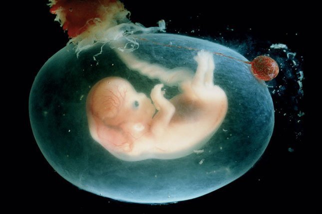 Cómo crece tu bebé en el vientre materno: desarrollo y crecimiento ...