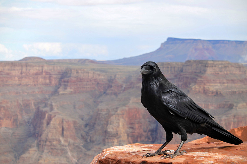 Tras millones de años separadas, las dos únicas especies de cuervo ...