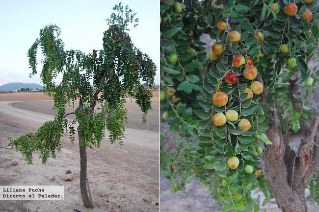 El jínjol o azufaifa, delicioso pequeño fruto que despide el verano