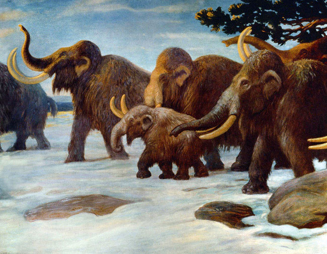 En Stanford buscan el renacer del mamut jugando con su ADN y el del ...