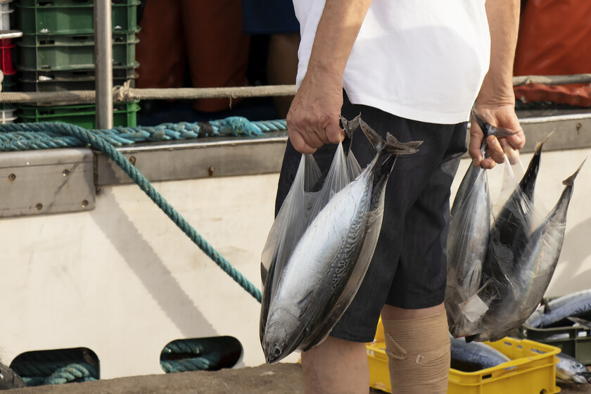 ¿Qué diferencia hay entre el atún y el bonito?