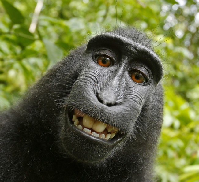PETA pierde el juicio contra David Slater en el caso del selfie de la ...
