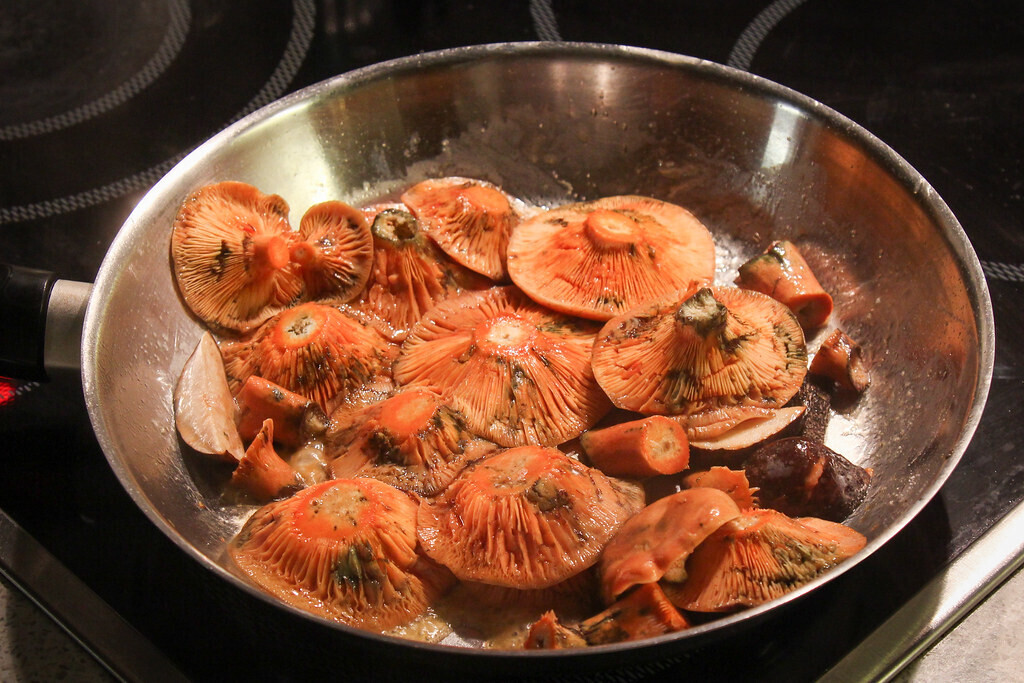 Qué son las setas, qué propiedades tienen y cuáles son las variedades ...