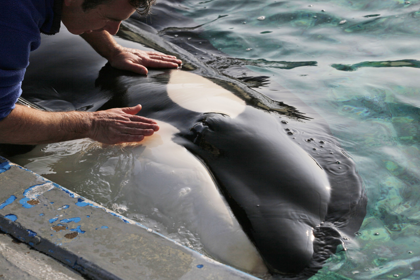 La historia de Morgan, la orca cuyo 