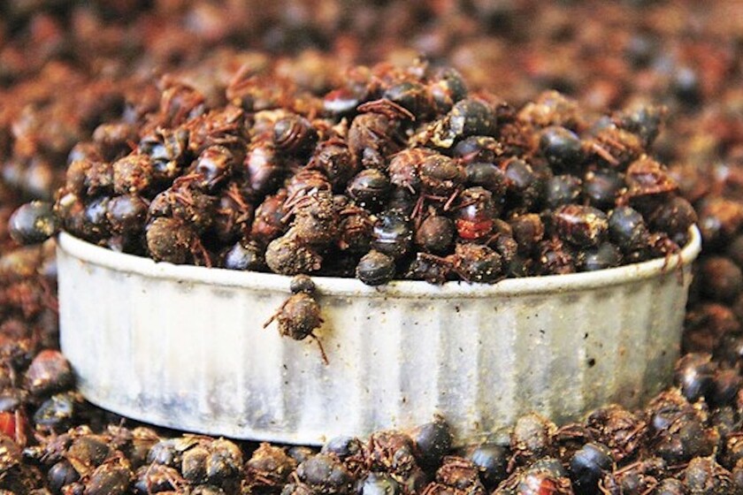 Salsa de chicatanas de Oaxaca. Receta de Cocina Tradicional Mexicana