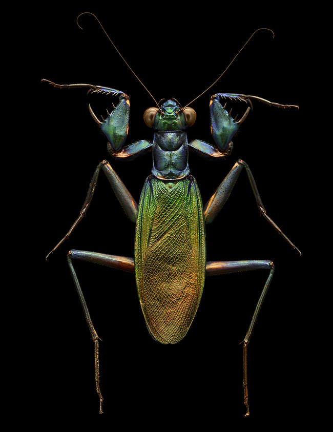 'Microsculpture’, fotos de insectos con un nivel de detalle nunca visto