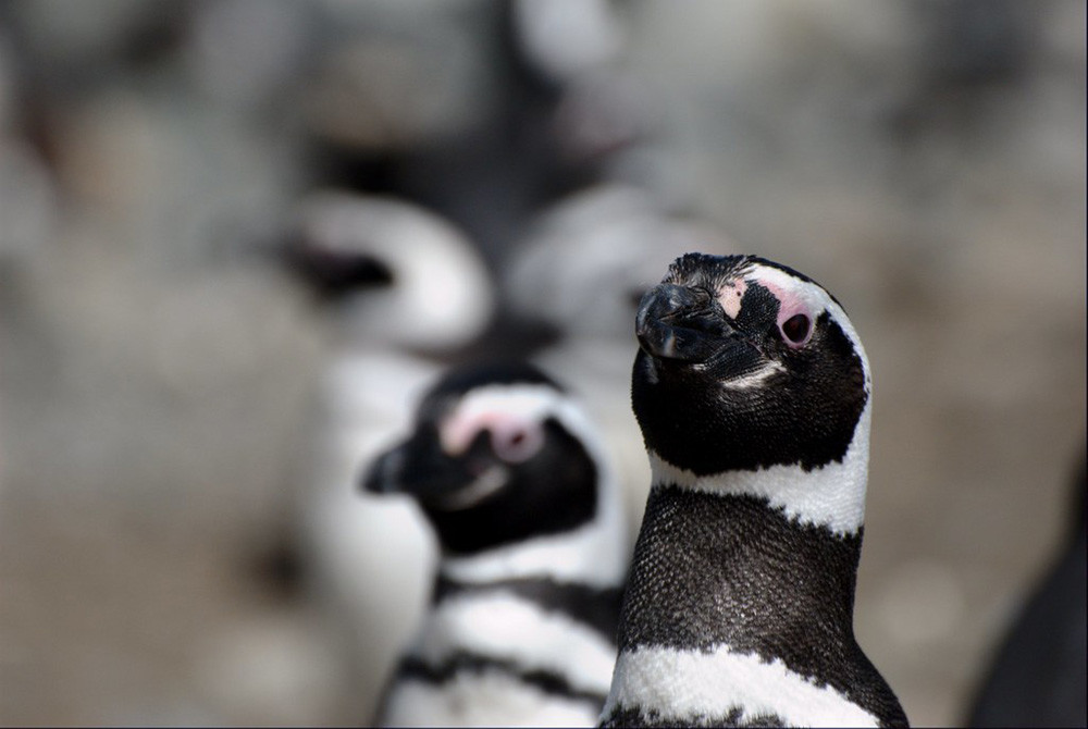 Cómo crear un efecto de desenfoque (y conseguir un buen bokeh) en ...