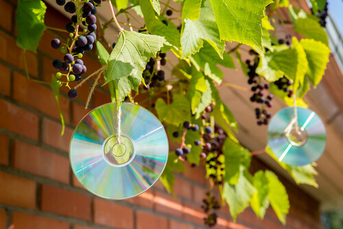 No es para decorar: para qué sirve colgar los CD en el balcón