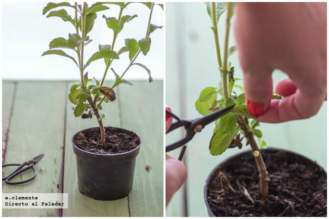 Cómo hacer stevia líquida casera