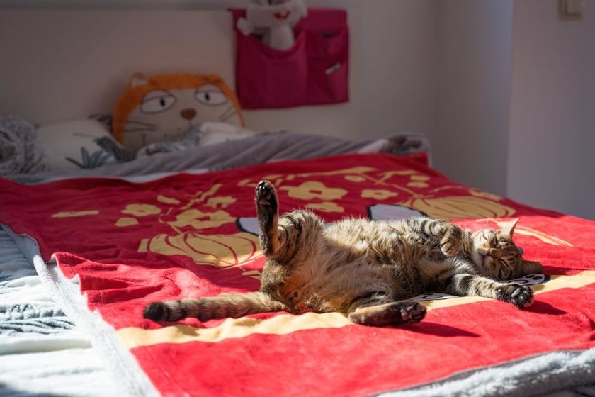 Los beneficios científicamente probados de echar la siesta después de comer