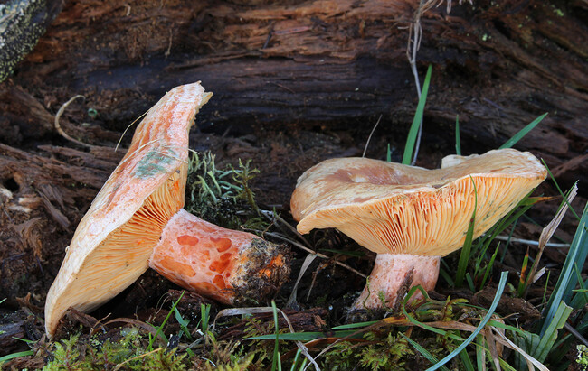 Níscalos o robellones: cómo seleccionar esta seta otoñal, propiedades ...