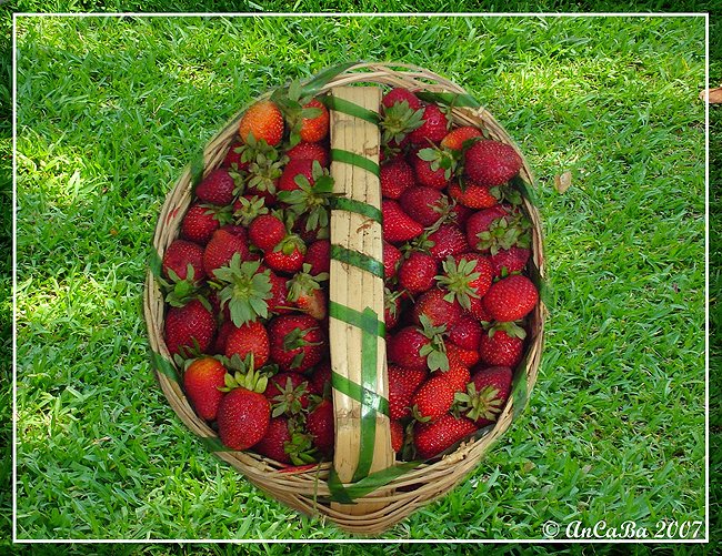 Recolectar fruta en lugar de comprarla en el mercado. Todo es posible ...
