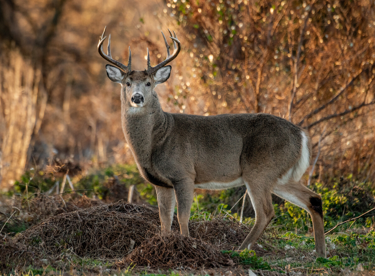Venado de temporada: ciervo, corzo y gamo en su máximo esplendor: qué ...