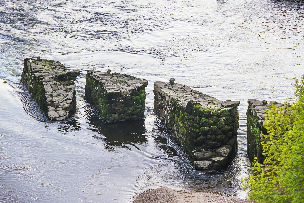 Lamprea: qué es, cómo preparar y dónde comer este pescado prehistórico ...