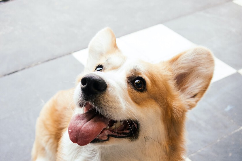 El perro que se burla de un corgi por tener las patas cortas es el ...