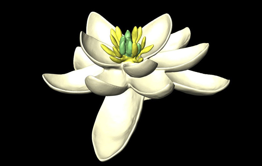 Este es el aspecto de la flor más antigua del mundo, lo descubrieron ...
