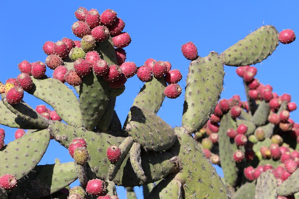Nopal: ingrediente esencial que forma parte de la identidad de México ...