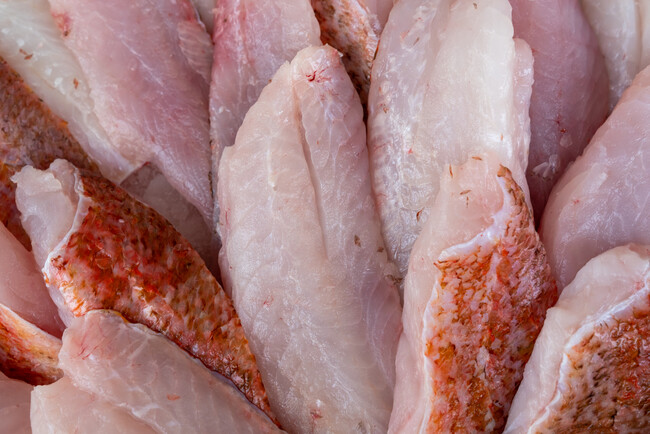La gallineta o cabra, otro delicioso pescado a reivindicar: qué es, en ...