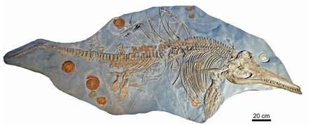 Se encuentra el Ichthyosaurus más grande y es anterior a los dinosaurios