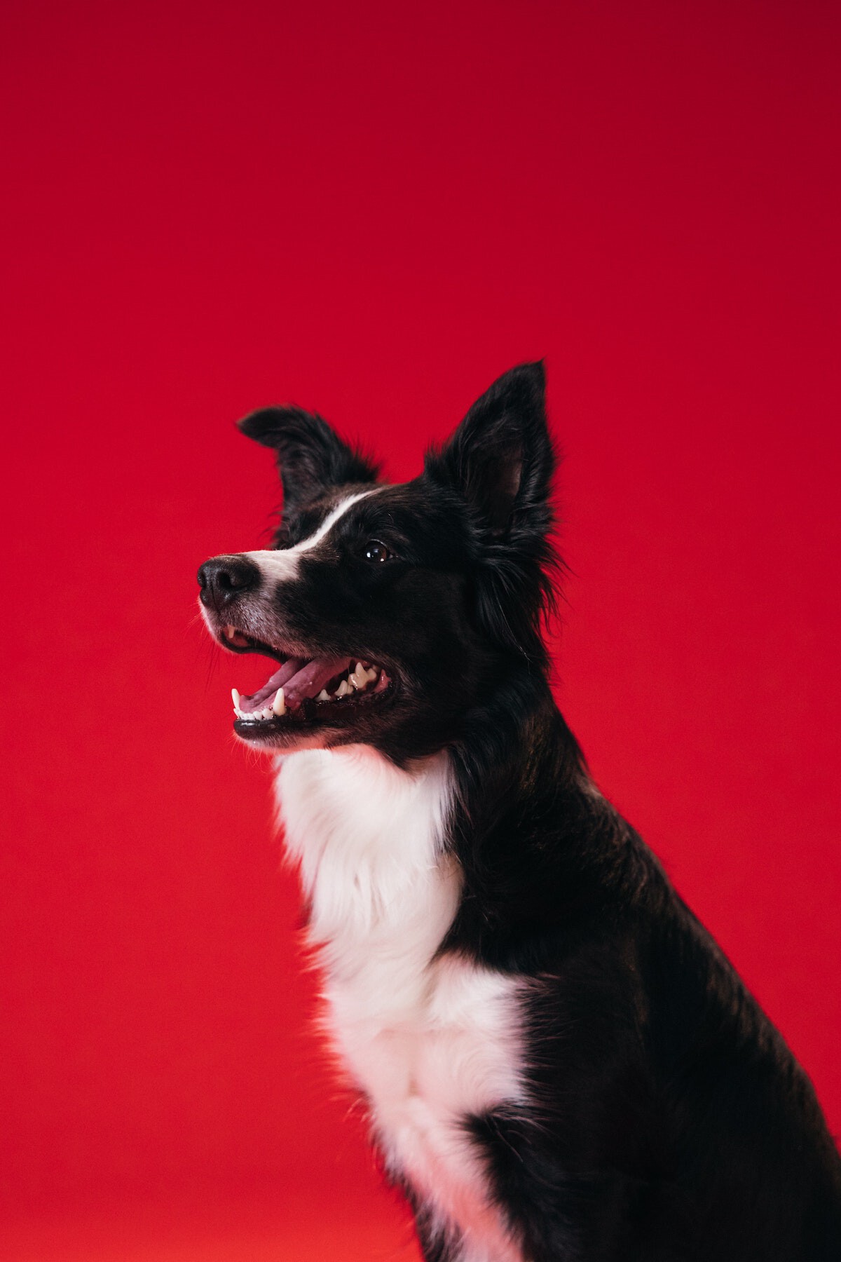 La lista de las razas de perros más inteligentes del mundo la lidera el ...