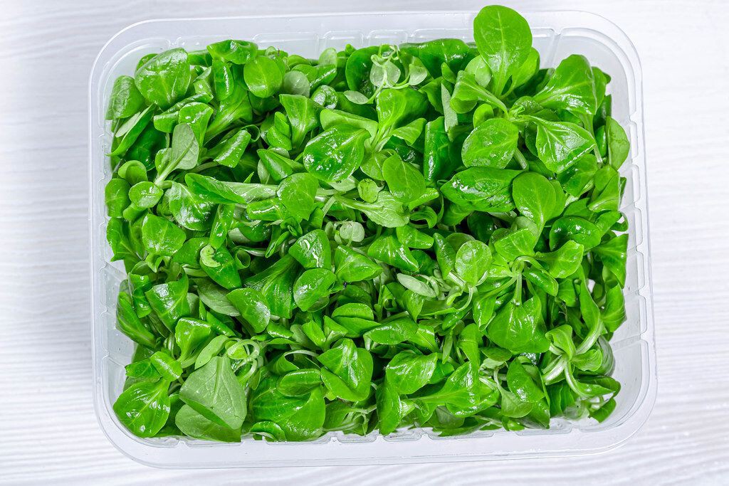 Canónigos, la hierba comestible de los monasterios: propiedades ...