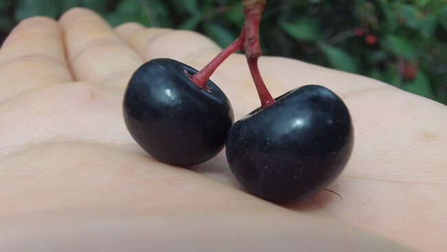 Qué son los capulines y cuáles son los beneficios para nuestra salud de ...