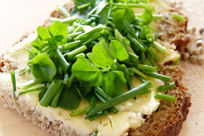 Berro: una planta con múltiples beneficios para la salud muy ...