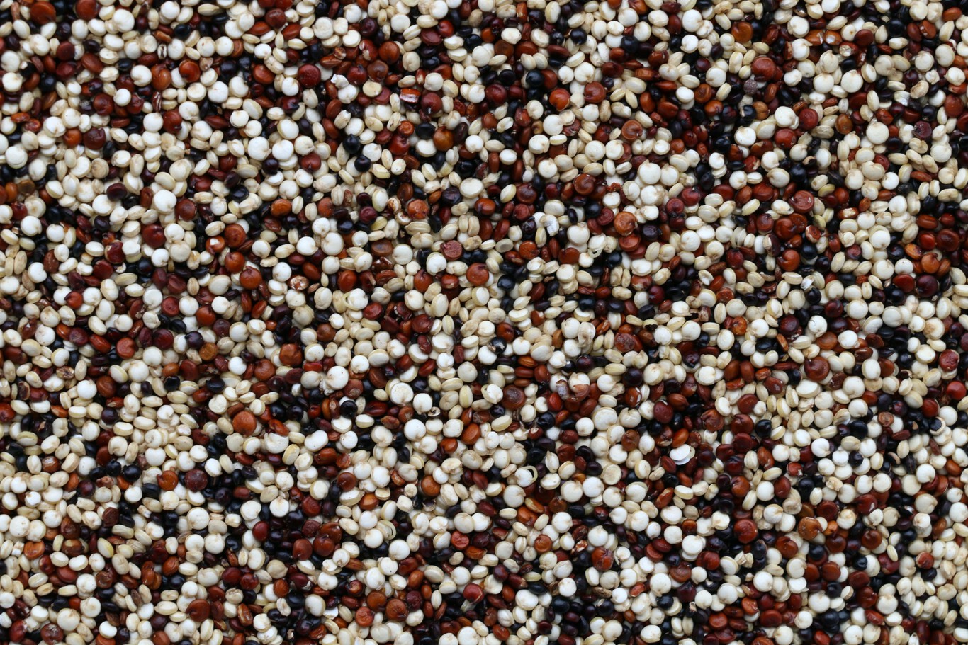 La historia detrás de la quinoa: cómo se ha convertido en uno de los ...