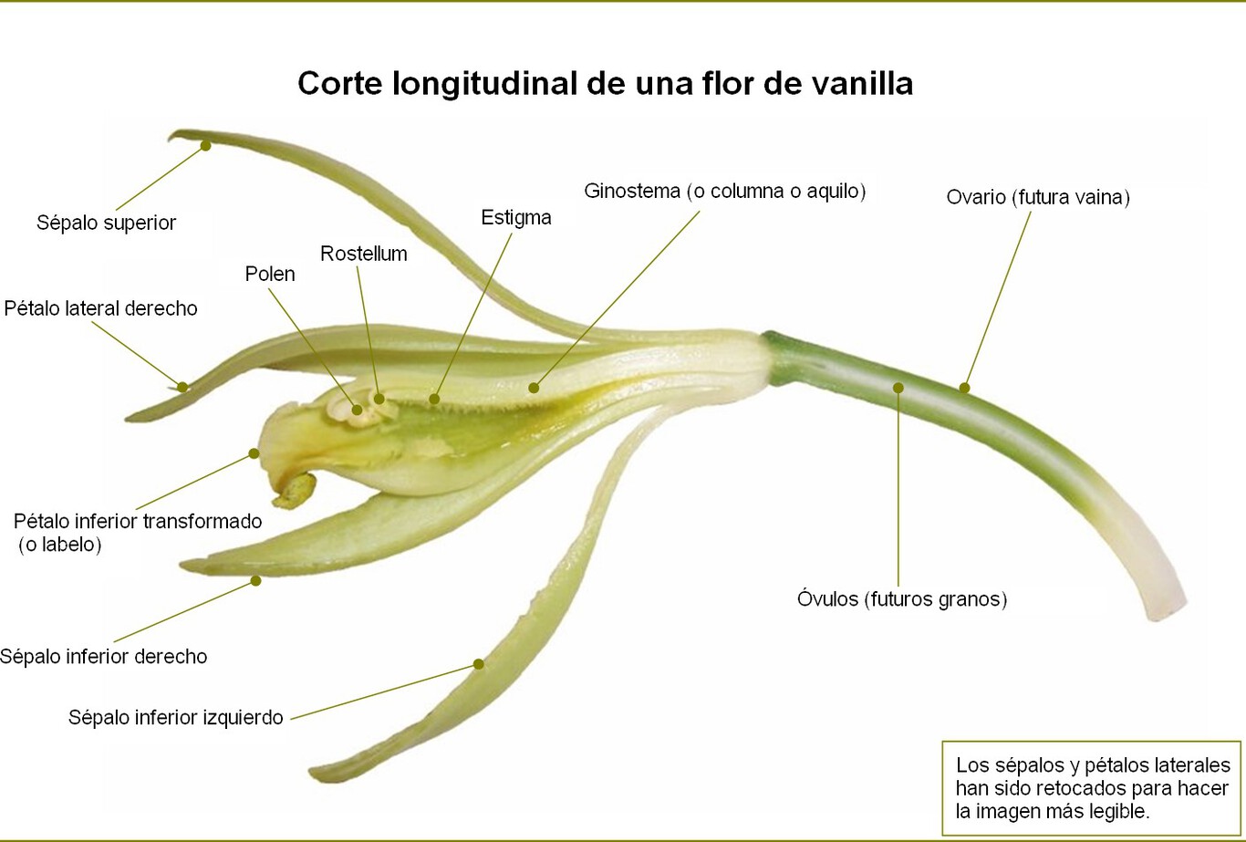 Redescubre la vainilla, el fruto de la orquídea que cambió el mundo del ...