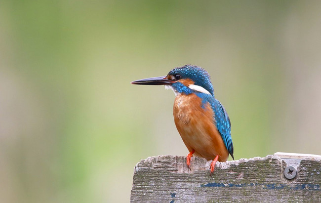 Así quedan los movimientos migratorios de 150 especies de aves durante ...