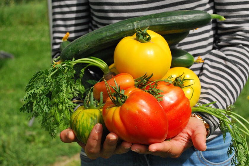 Cuál es la diferencia entre una verdura y una hortaliza, para evitar la ...